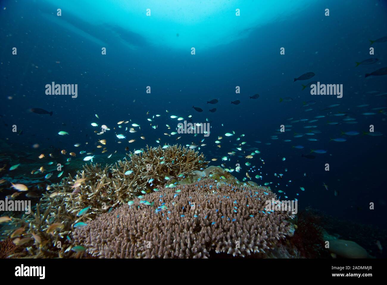 Underwater Tropical Coral Reef Stock Photo - Alamy