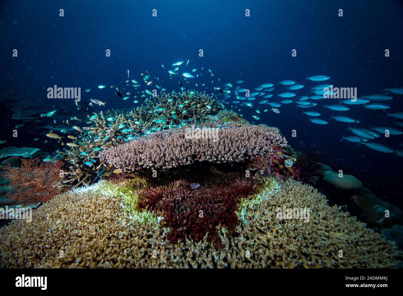 Underwater Tropical Coral Reef Stock Photo - Alamy