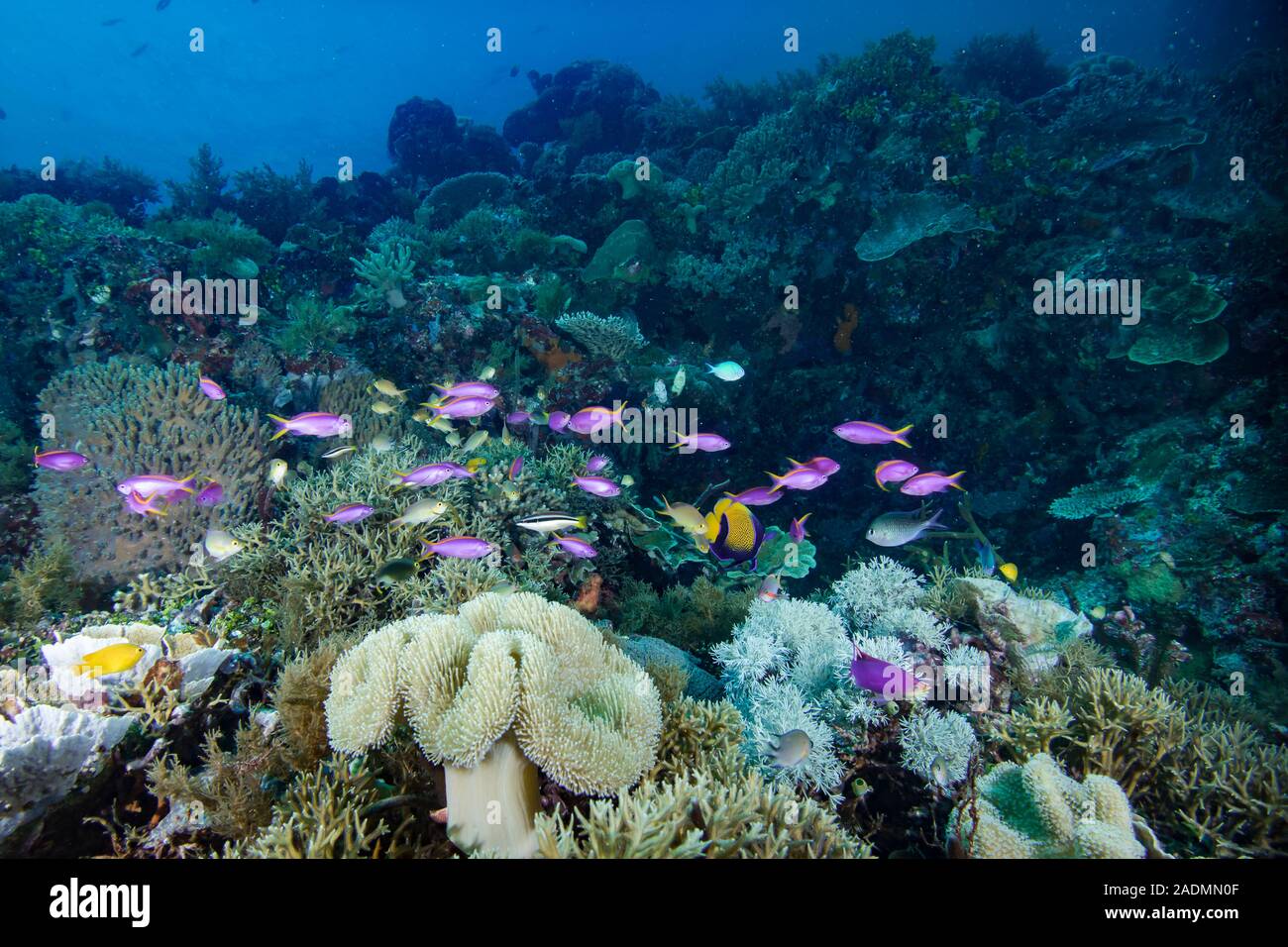 Underwater Tropical Coral Reef Stock Photo - Alamy