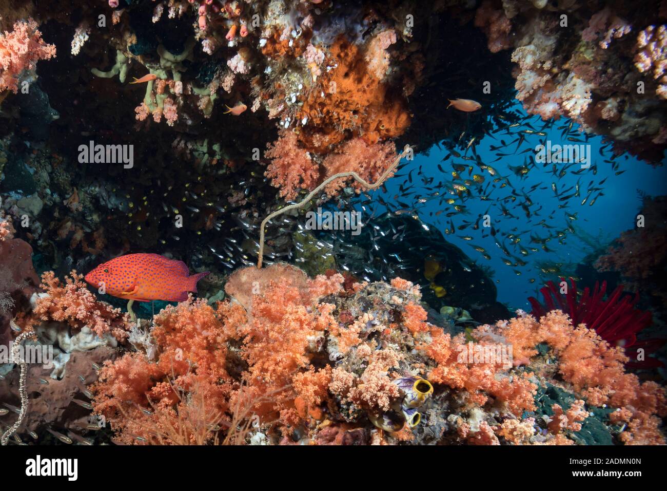Underwater Tropical Coral Reef Stock Photo - Alamy