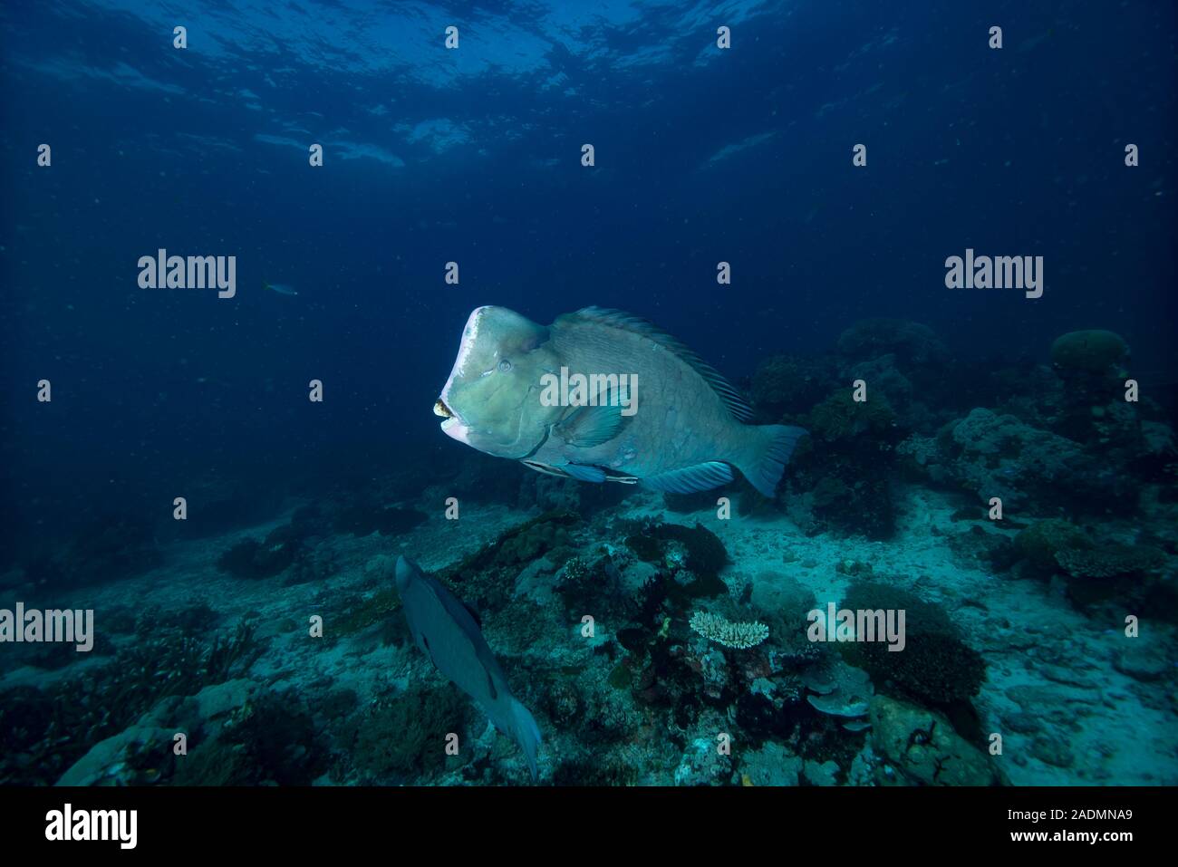 Bumphead fish hi-res stock photography and images - Alamy