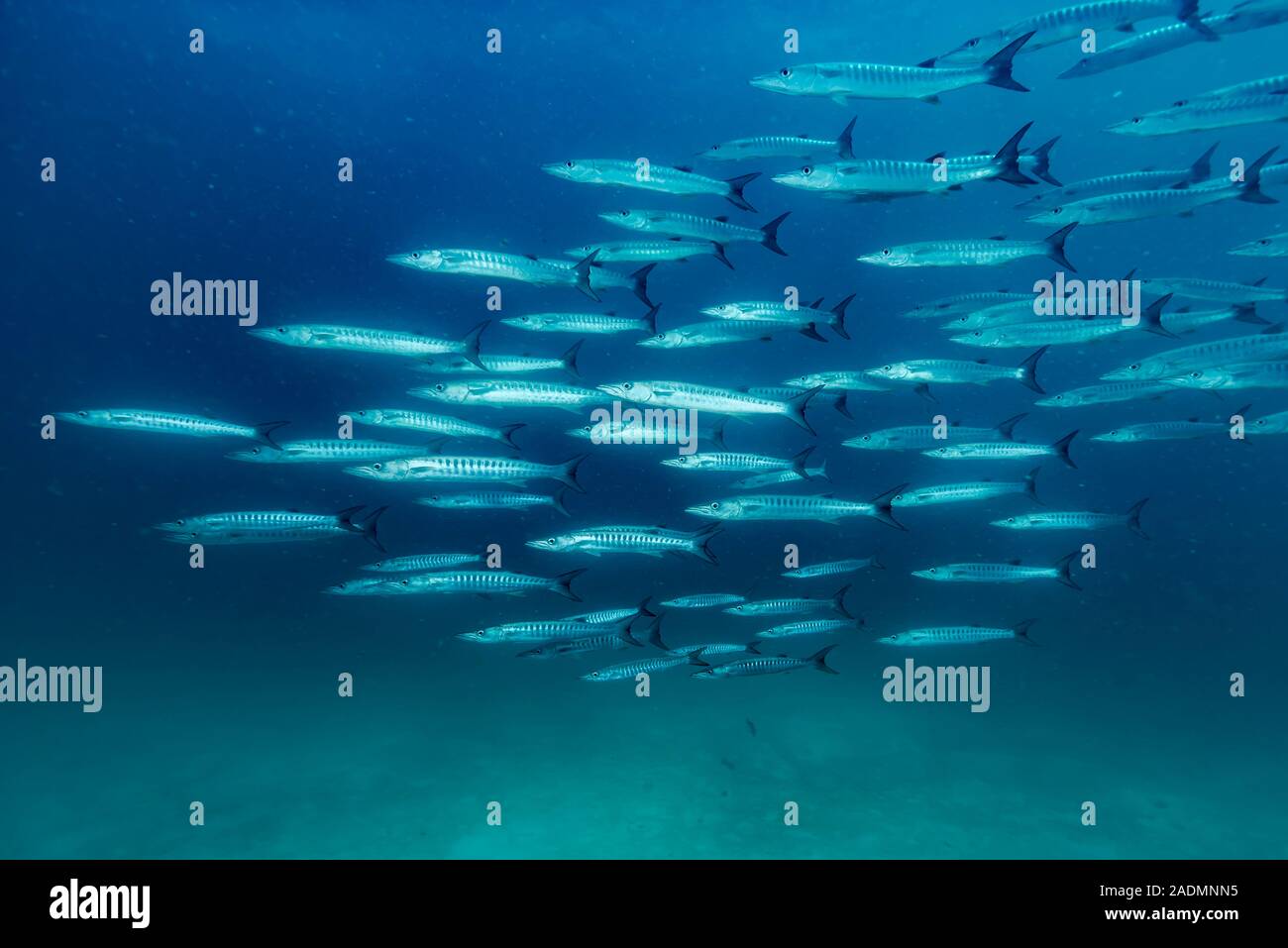 School of Barracudas Stock Photo - Alamy