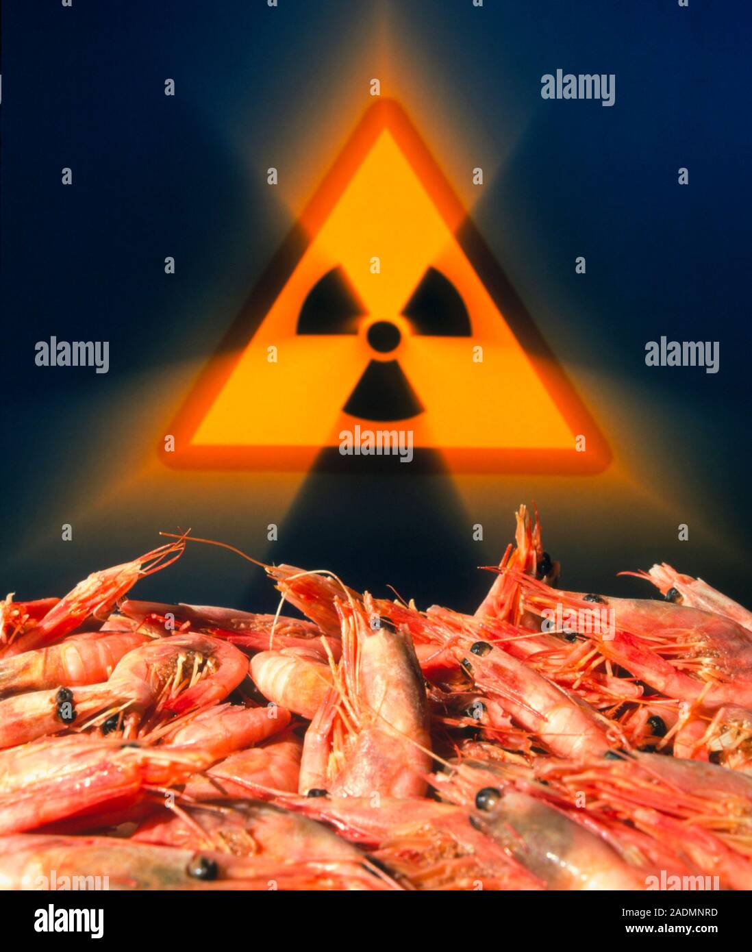 Irradiated prawns. Prawns with a radiation symbol depicting irradiation ...