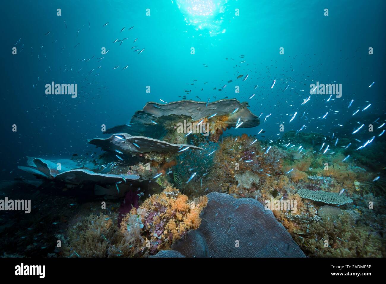 Underwater Tropical Coral Reef Stock Photo - Alamy