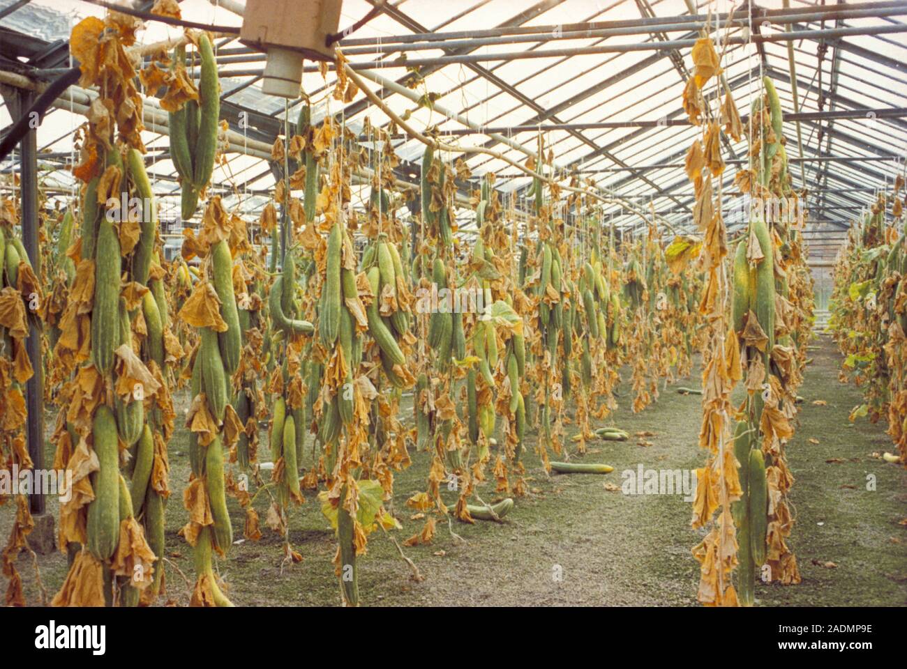 Chernobyl Mutations Plants Chornobyl Dogs Have Genetic Differences But