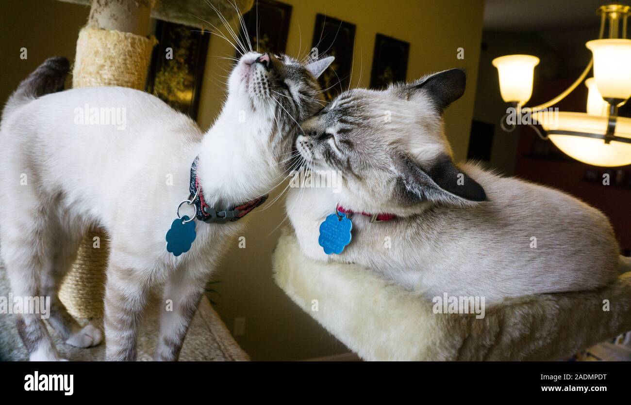 Two beautiful sibling cats Stock Photo - Alamy