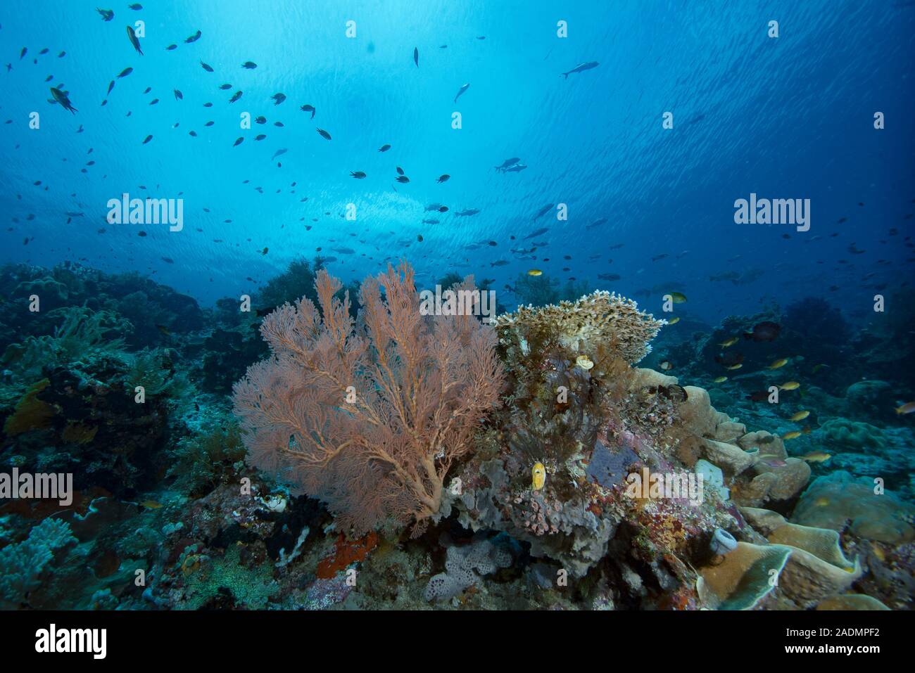 Underwater Tropical Coral Reef Stock Photo - Alamy