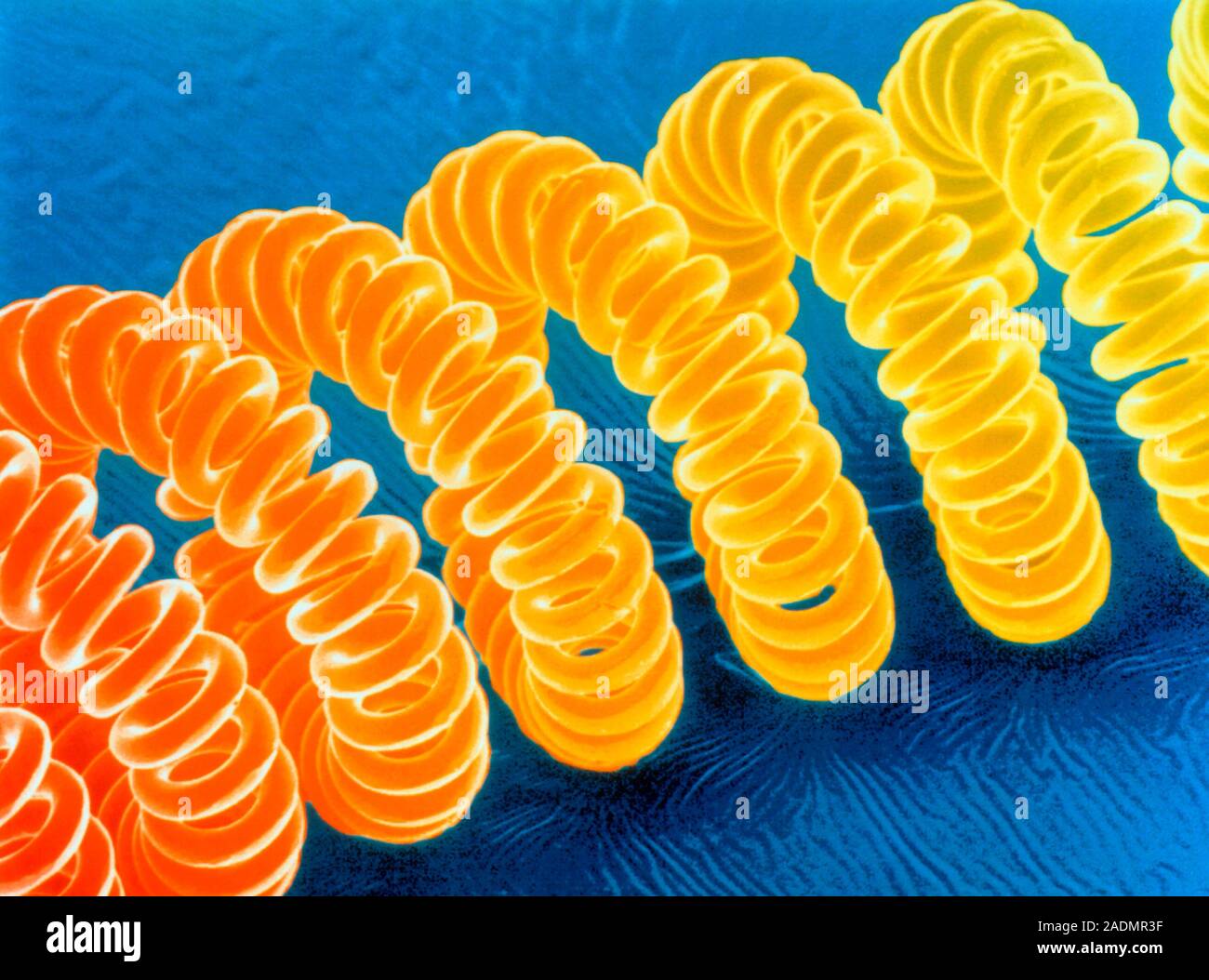Filament of a light bulb. Coloured scanning electron micrograph (SEM ...