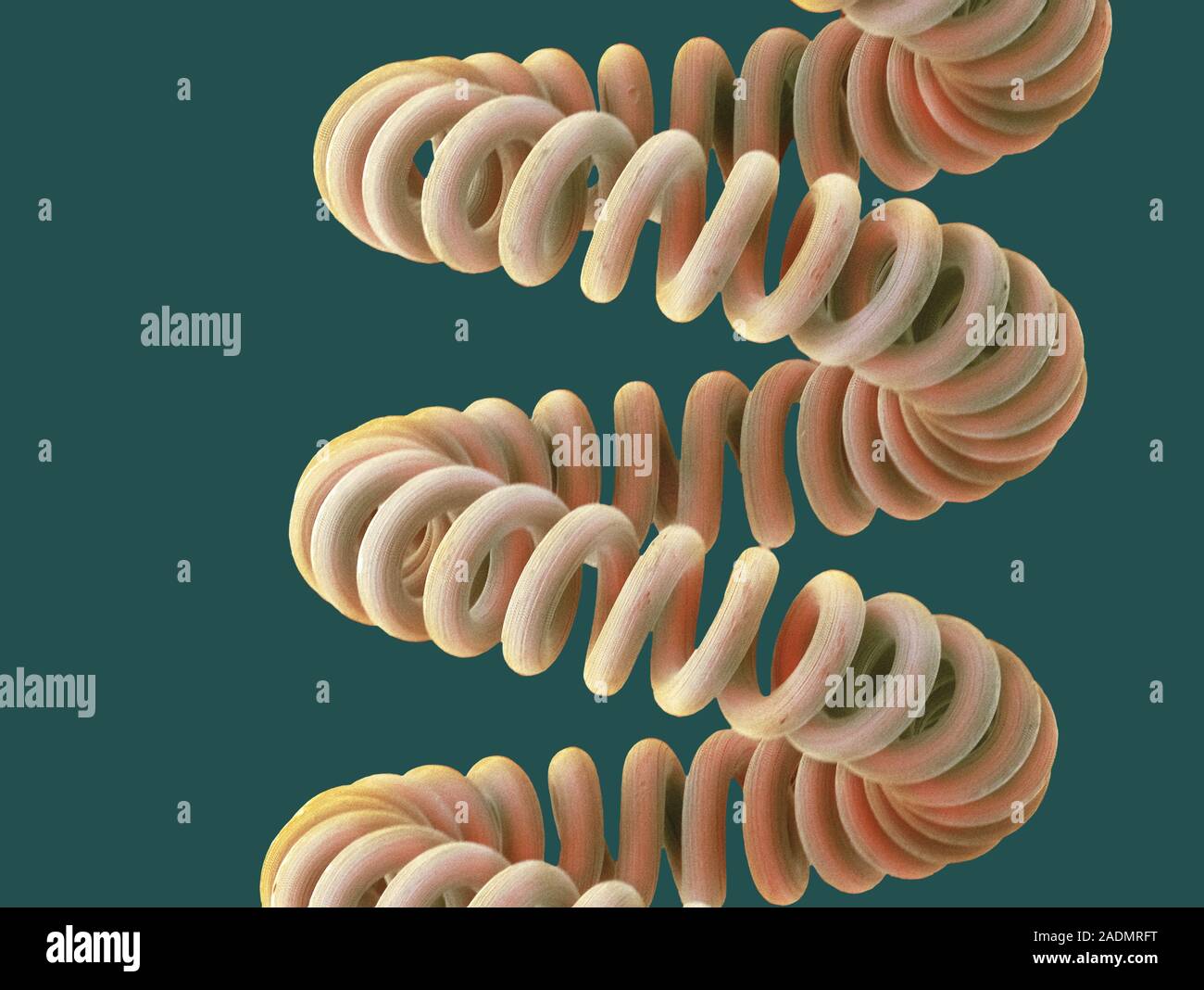 Light bulb filament, coloured scanning electron micrograph (SEM). The ...