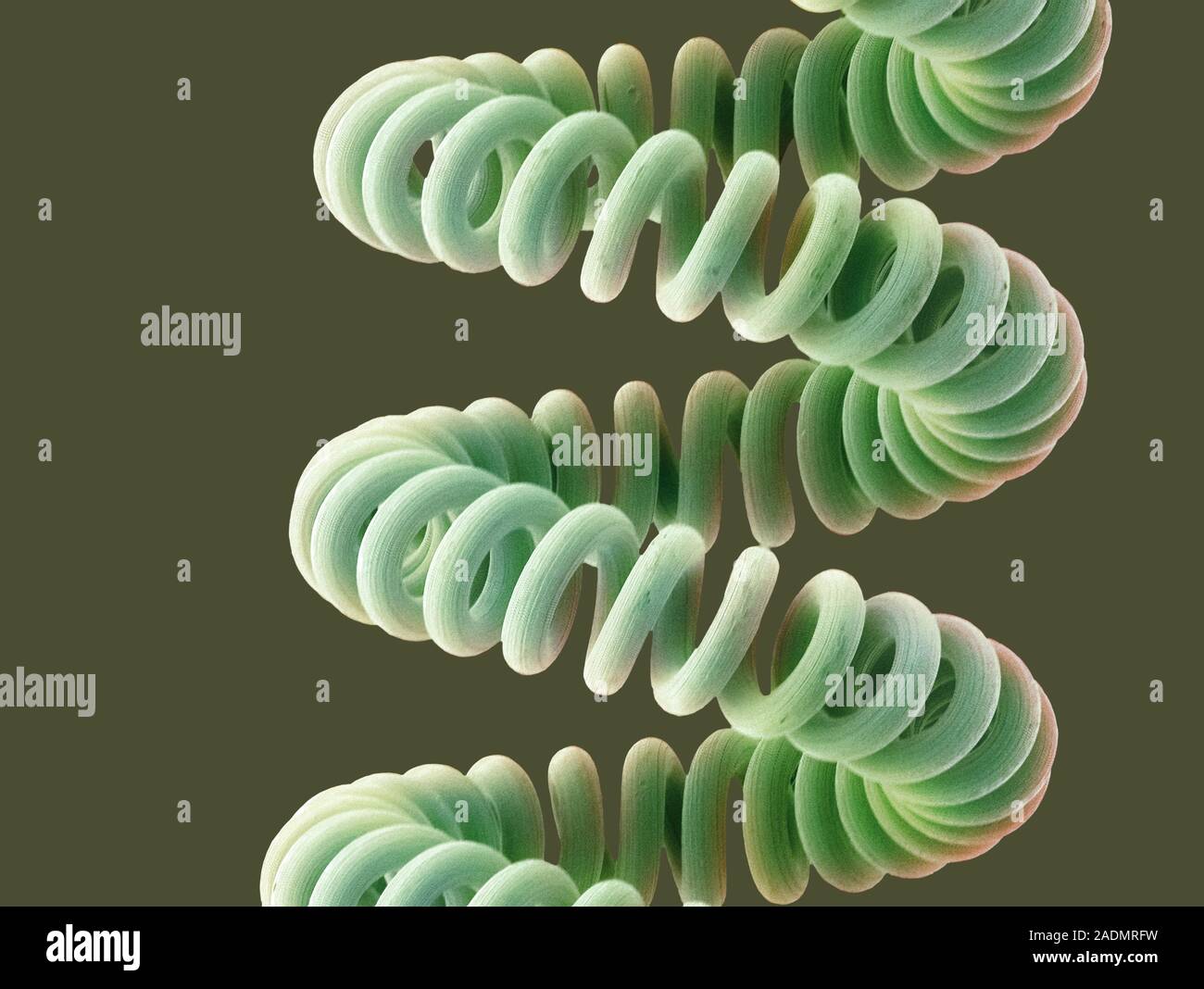 Light bulb filament, coloured scanning electron micrograph (SEM). The ...