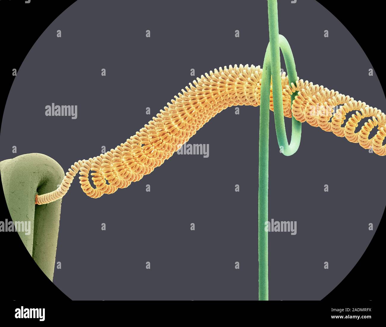 Light bulb filament, coloured scanning electron micrograph (SEM). An ...