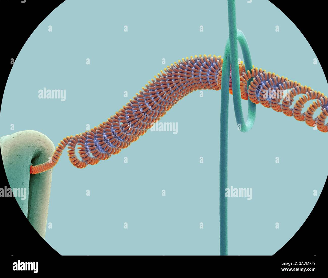 Light bulb filament, coloured scanning electron micrograph (SEM). An ...