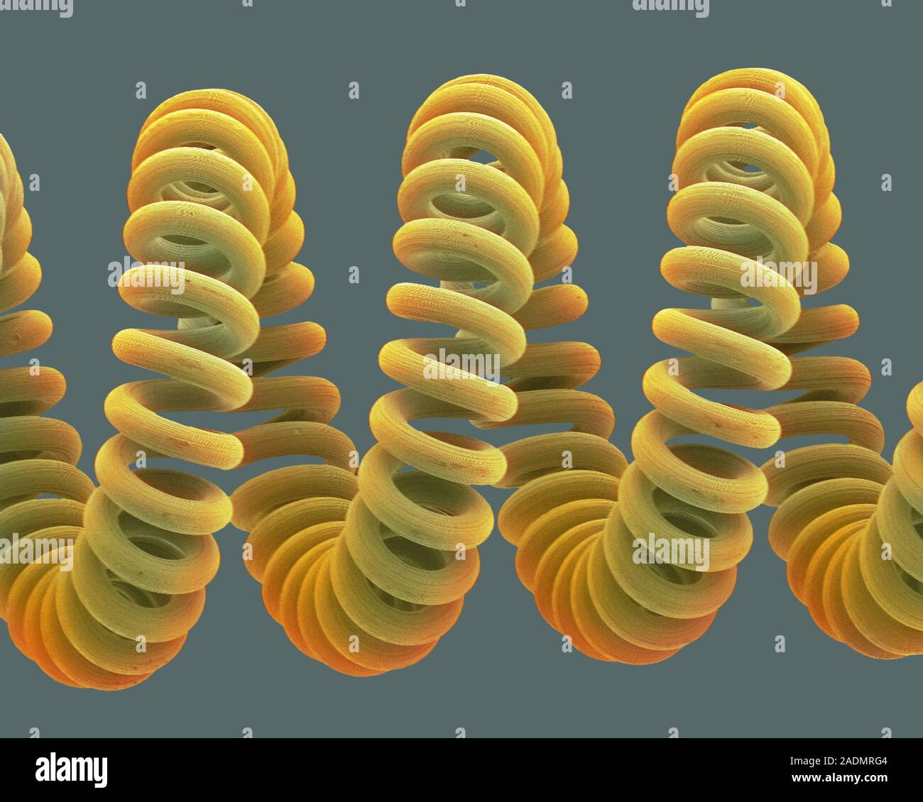 Light bulb filament, coloured scanning electron micrograph (SEM). The ...