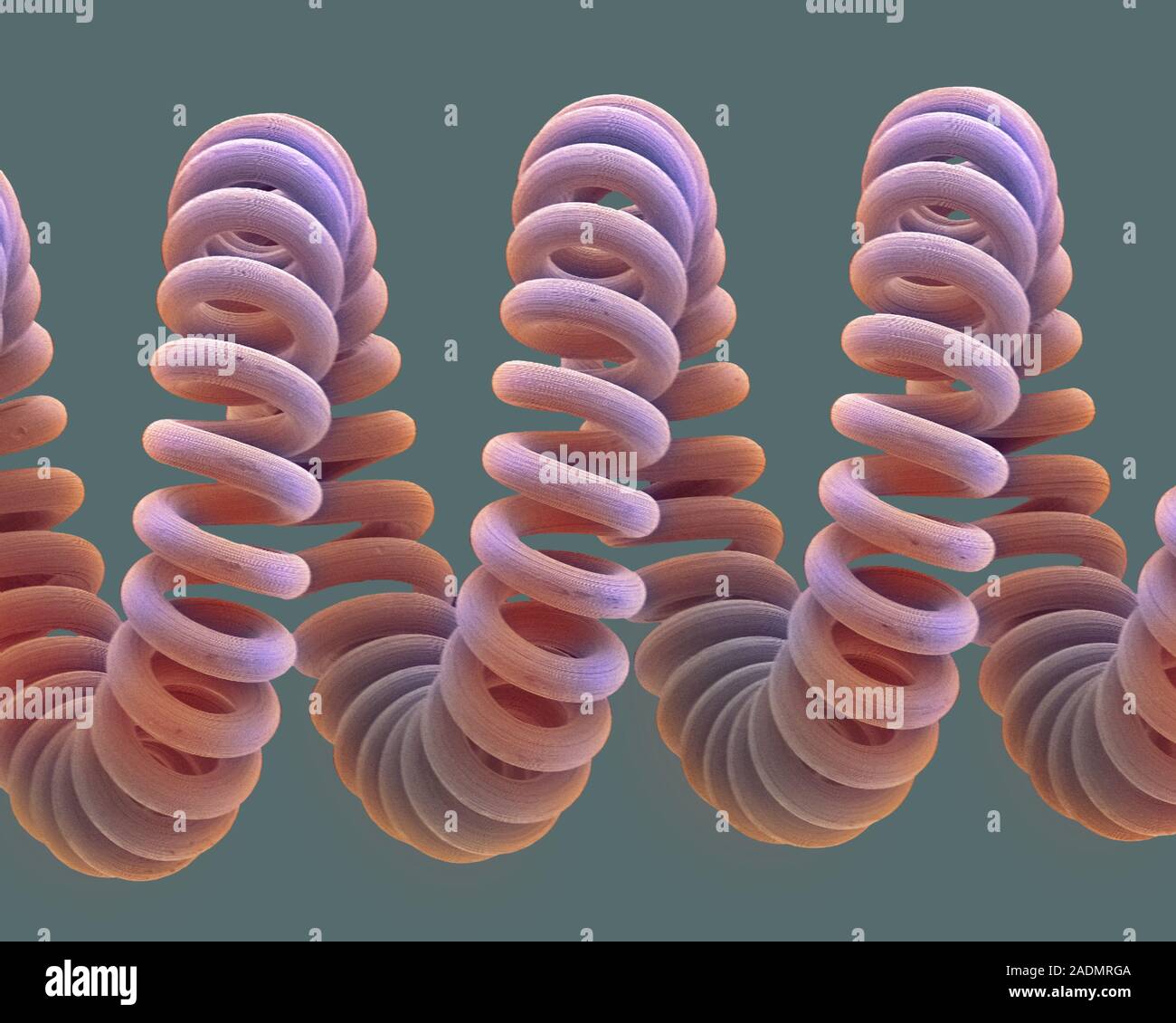 Light bulb filament, coloured scanning electron micrograph (SEM). The ...