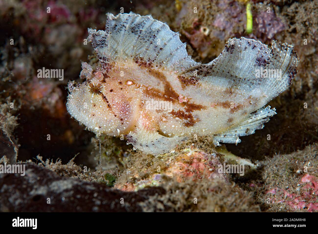Leaf Scorpionfish Taenianotus triacanthus Stock Photo - Alamy