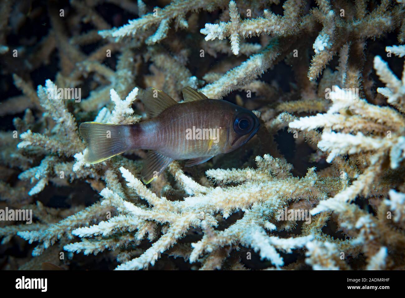 Ghost Cardinal Nectamia savayensis Stock Photo - Alamy