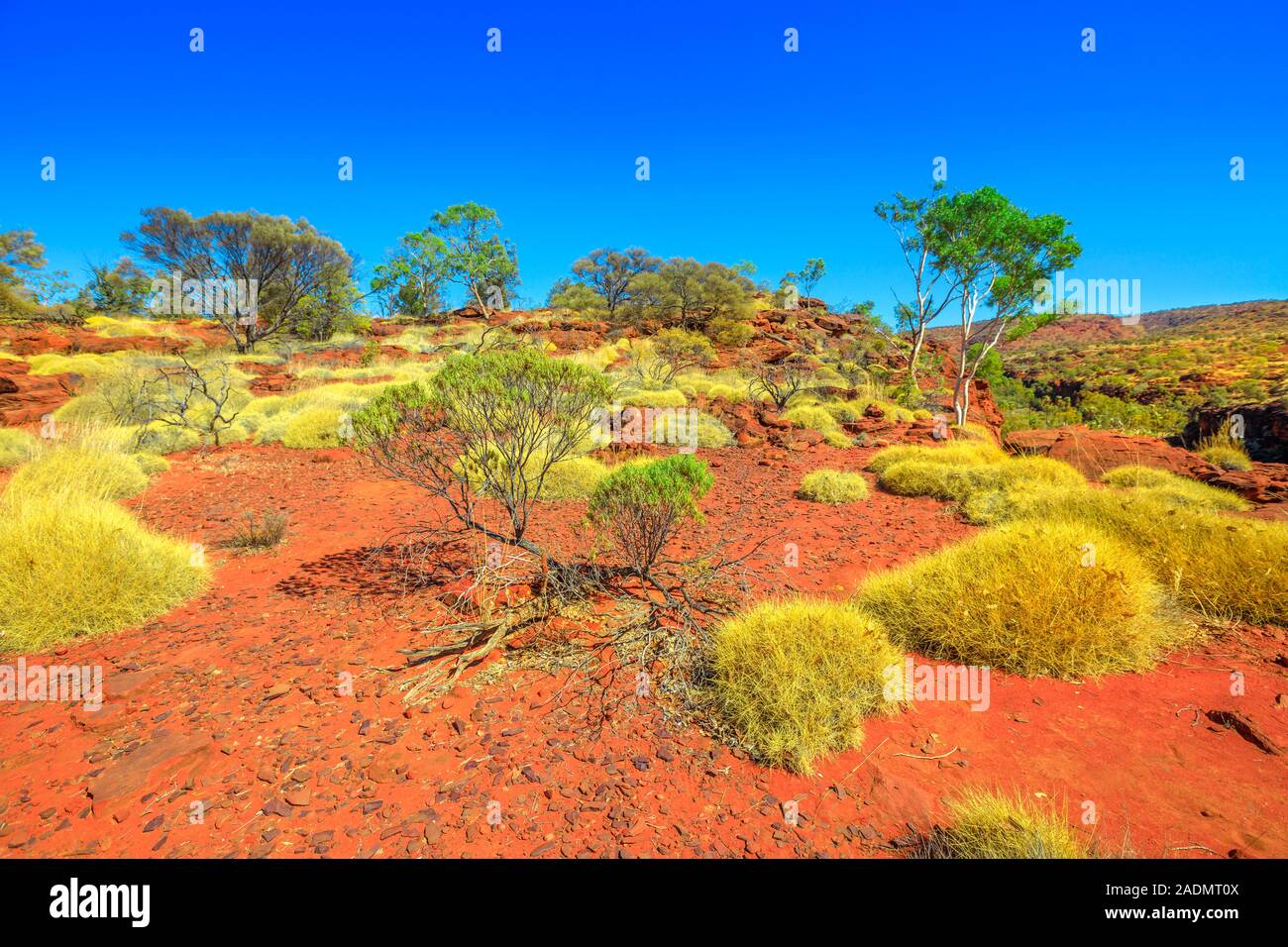 Australian Vegetation High Resolution Stock Photography and Images - Alamy