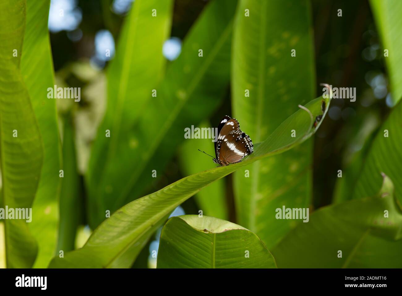 Butterfly mating behavior hi-res stock photography and images - Alamy