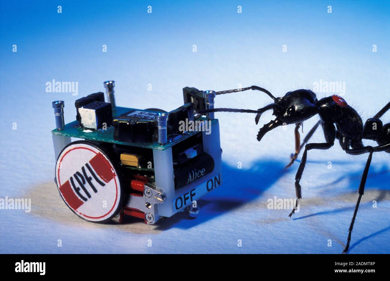 Robotic ant being investigated by a real ant (Dinoponera gigantea ...