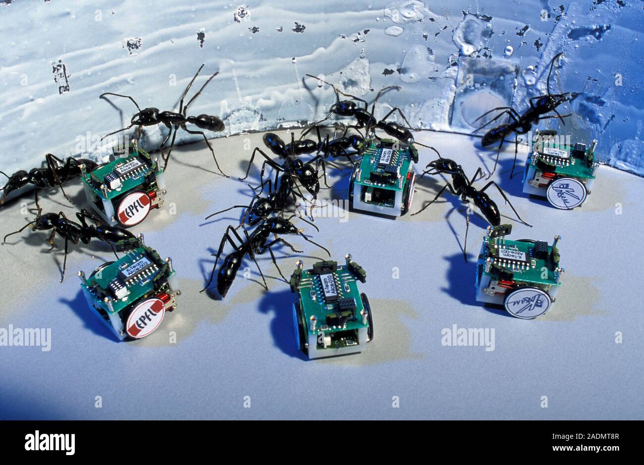Robotic ants encountering real ants (Dinoponera gigantea) during an ...