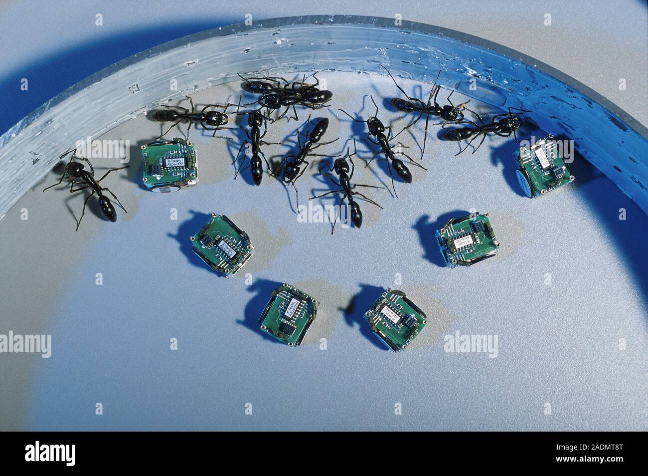 Robotic ants surrounding real ants (Dinoponera gigantea) during an ...