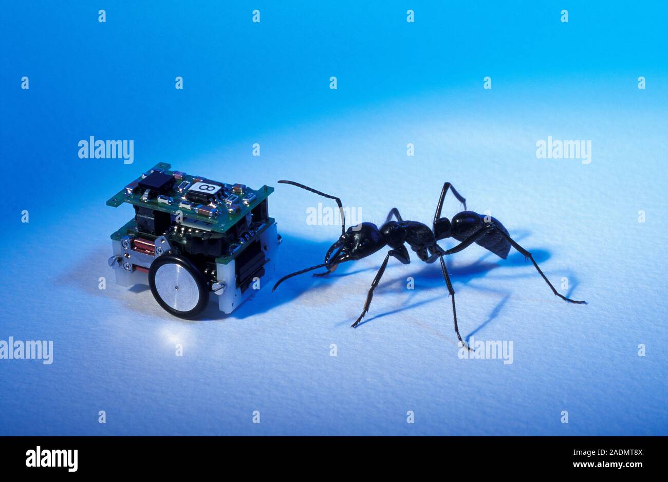 Robotic ant next to a real ant (Dinoponera gigantea). This mobile micro ...