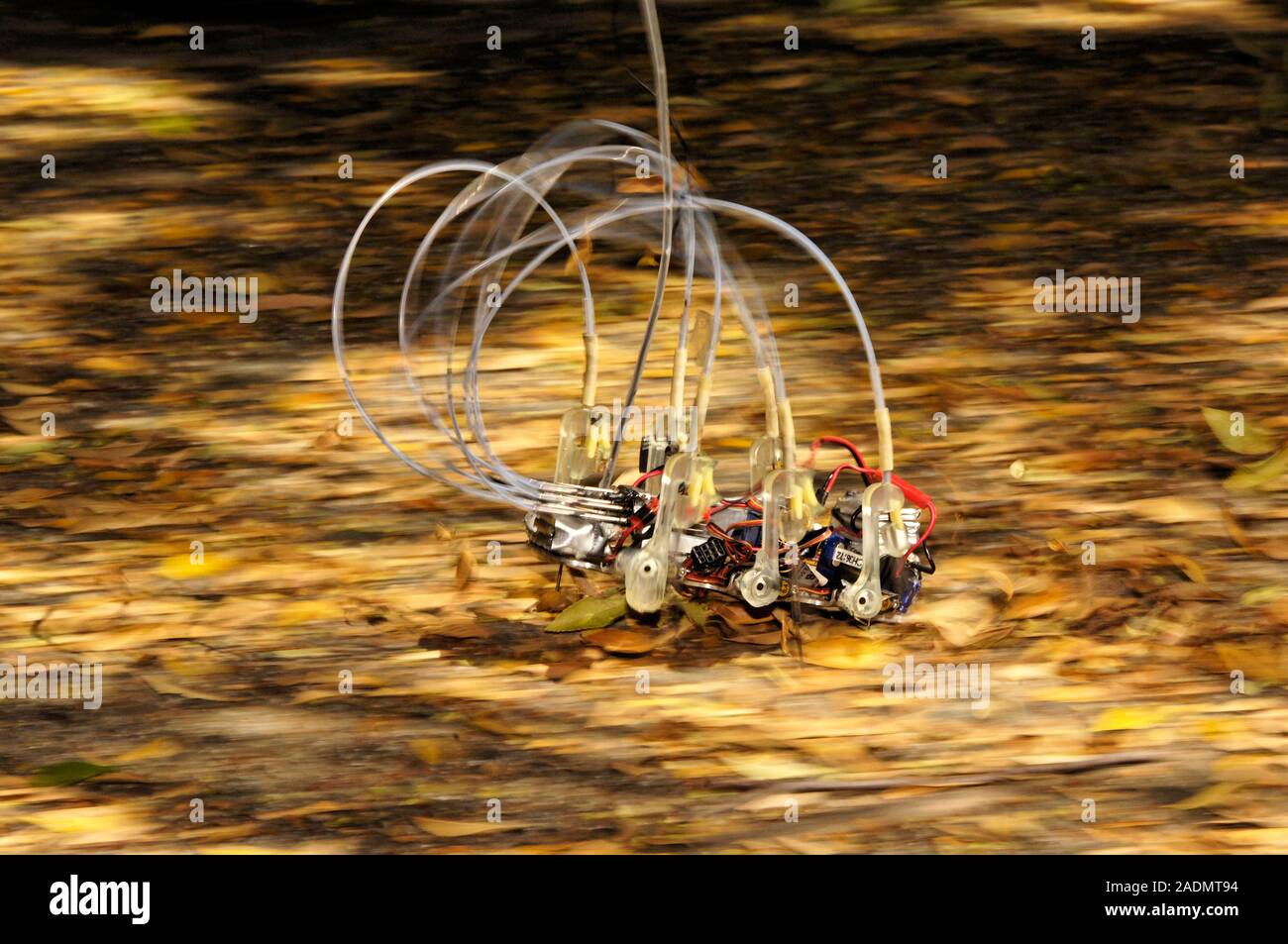 Sprawlita cockroach robot, running outdoors. Sprawlita is a hexapod ...