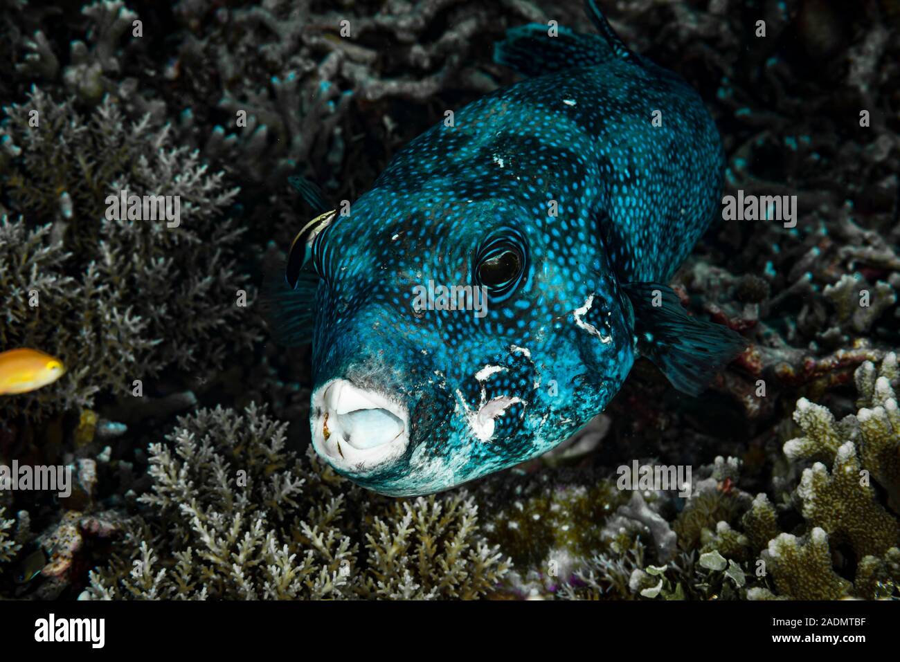 Star Puffer Arothron stellatus Stock Photo - Alamy