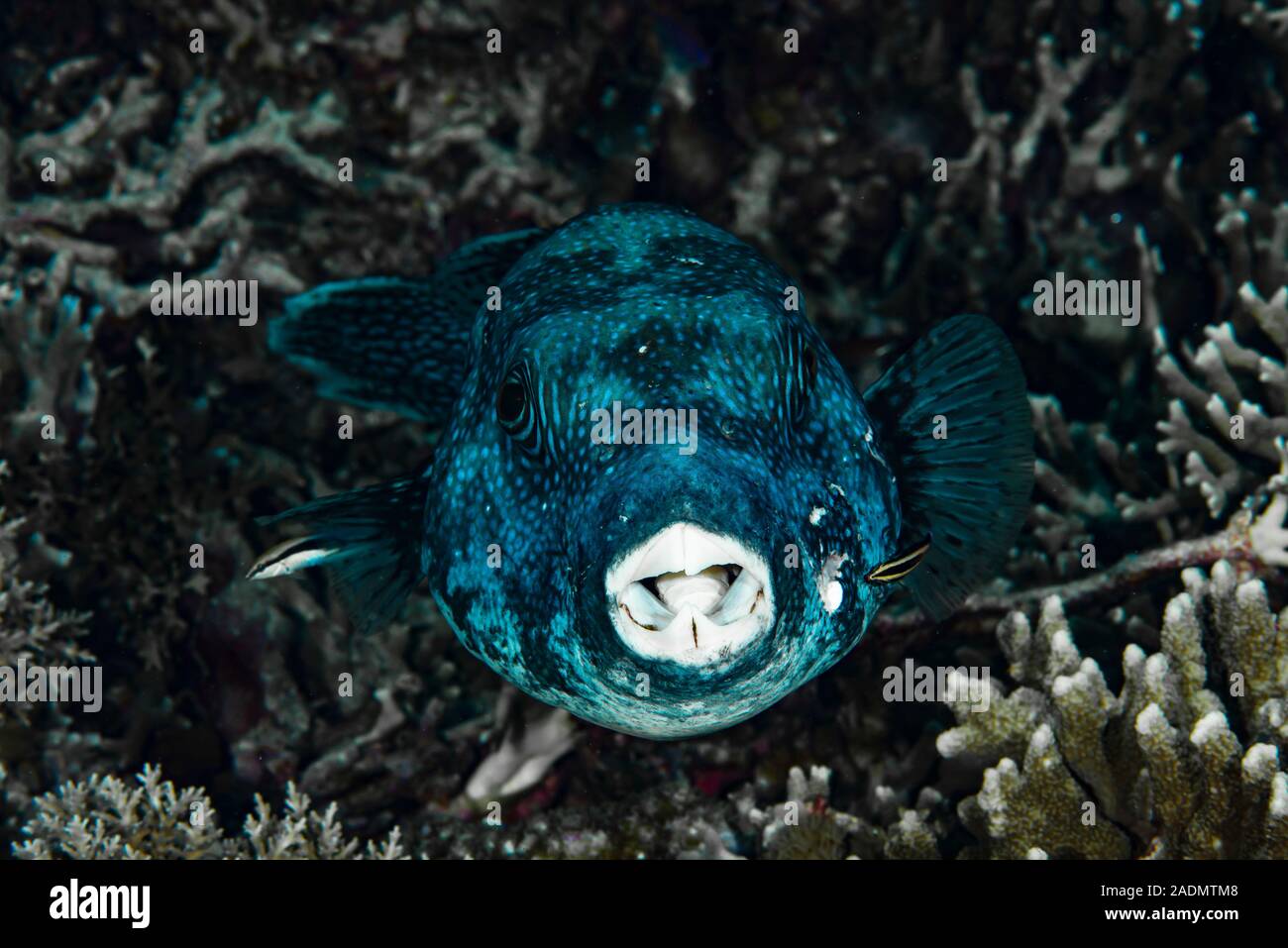 Star Puffer Arothron stellatus Stock Photo - Alamy