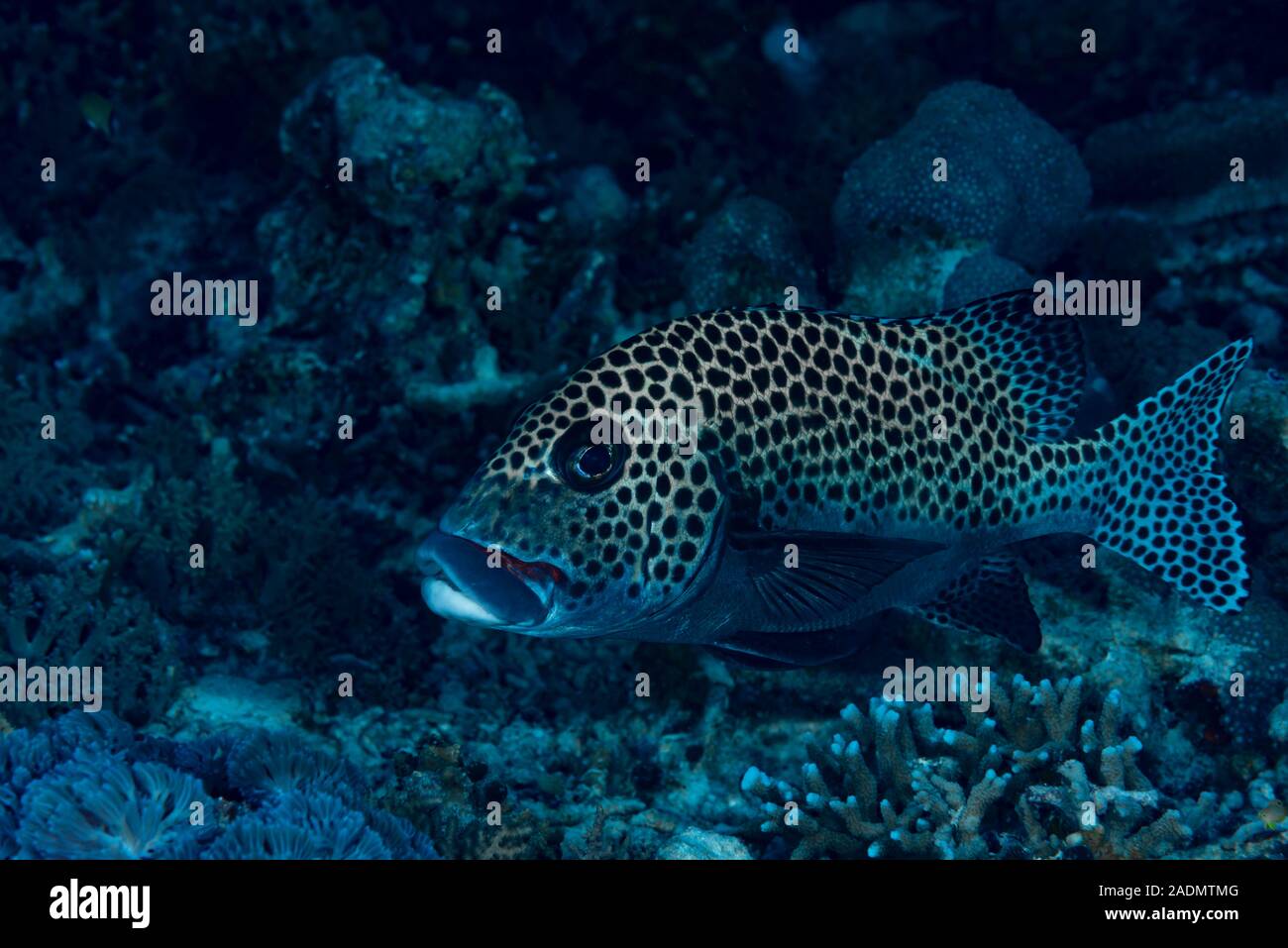 Plectorhinchus chaetodonoides hi-res stock photography and images - Alamy