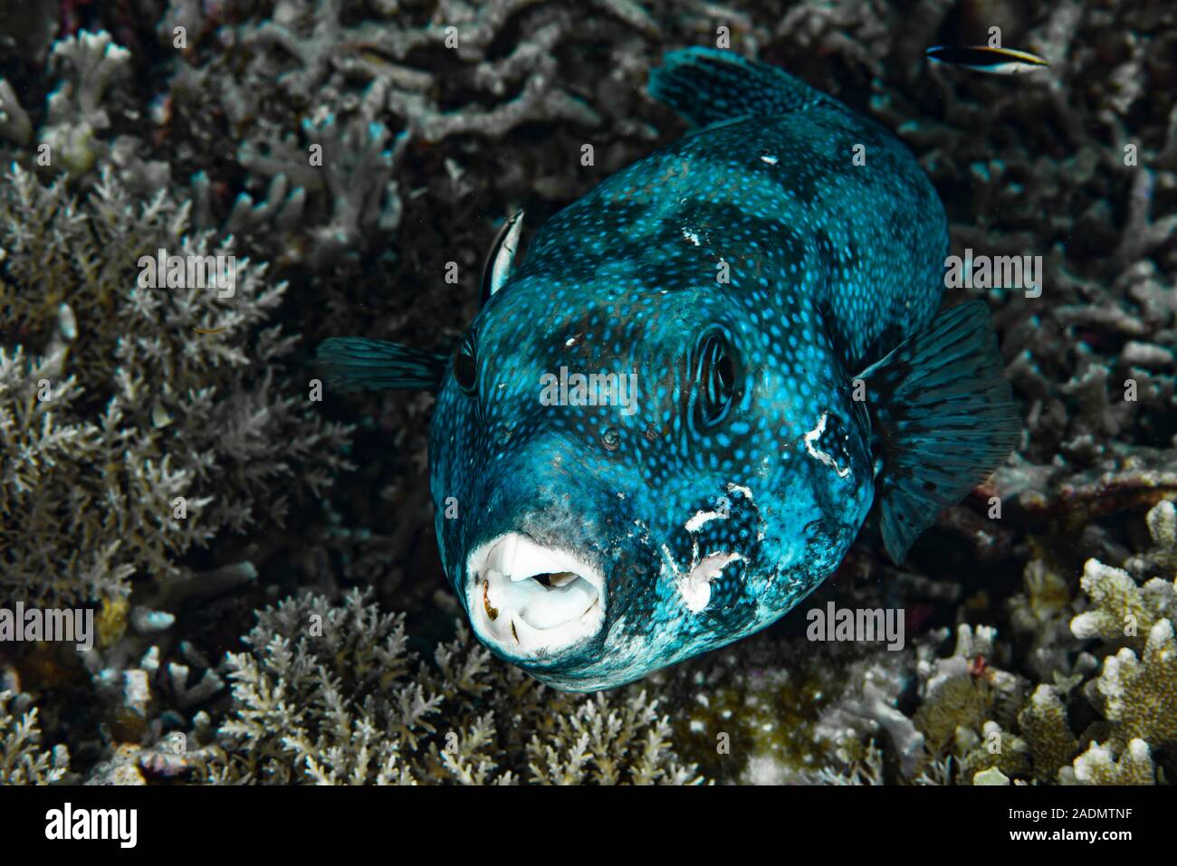 Star Puffer Arothron stellatus Stock Photo - Alamy