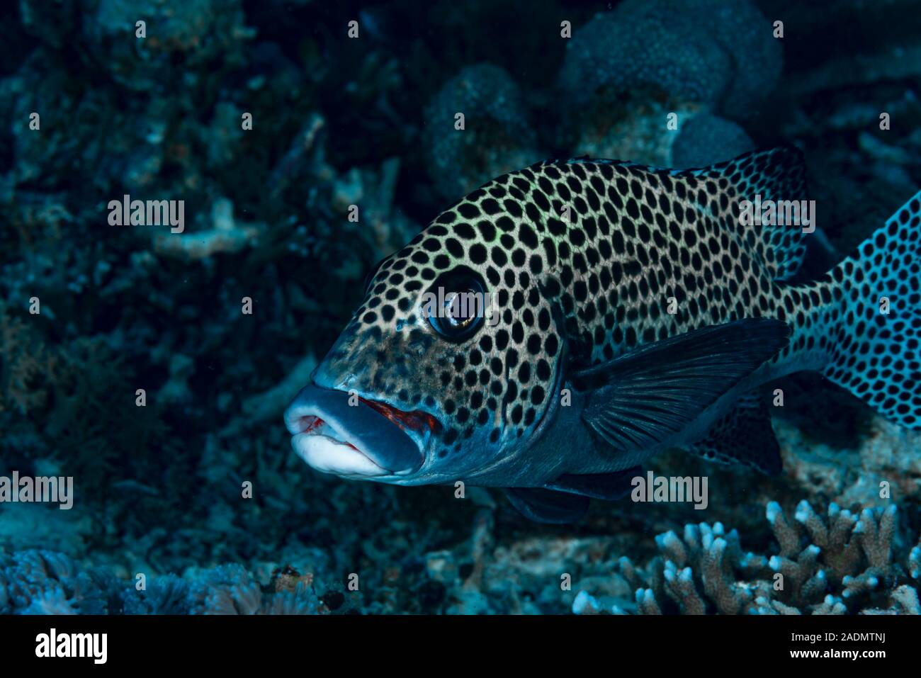 Many-Spotted Sweetlips Plectorhinchus chaetodonoides Stock Photo - Alamy