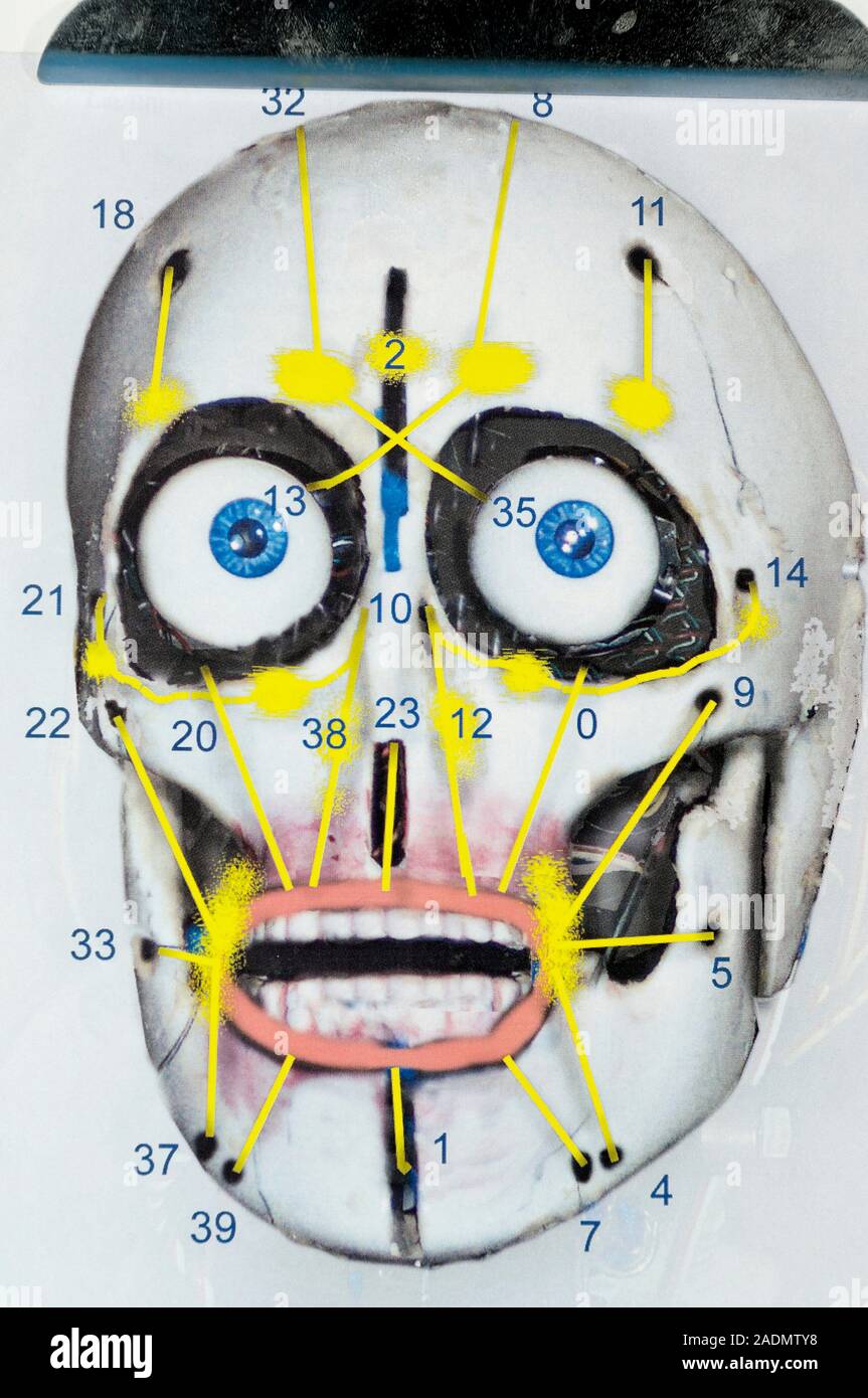 Humanoid robot skull, Diagram of a robot skull that will form the base ...