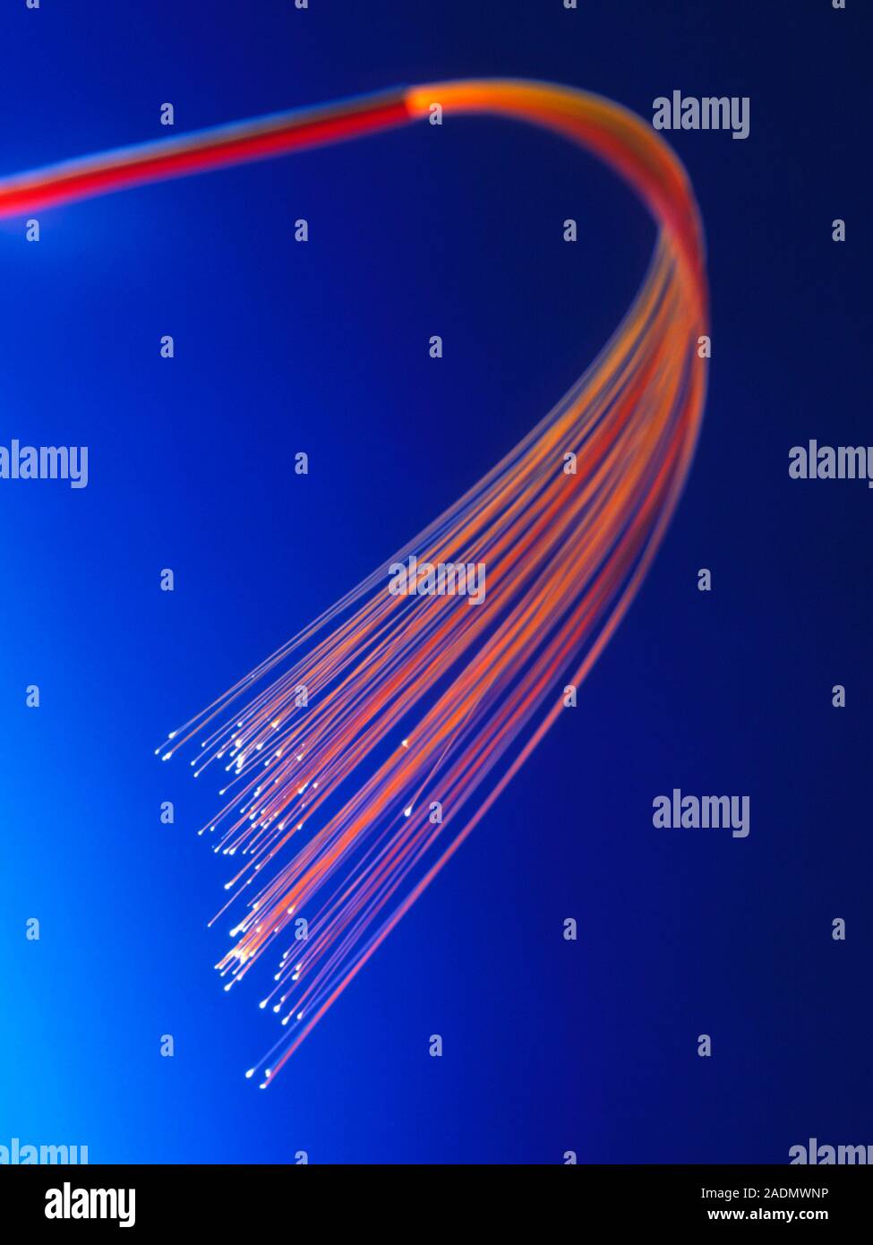 Fibre optics. View of a bundle of optical fibres which are conducting ...