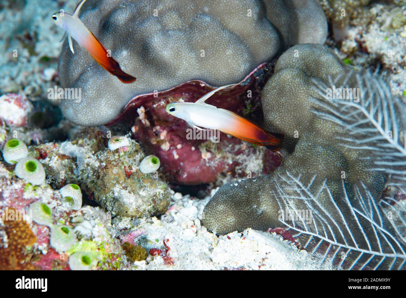 Fire Dartfish Nemateleotris magnifica Stock Photo - Alamy