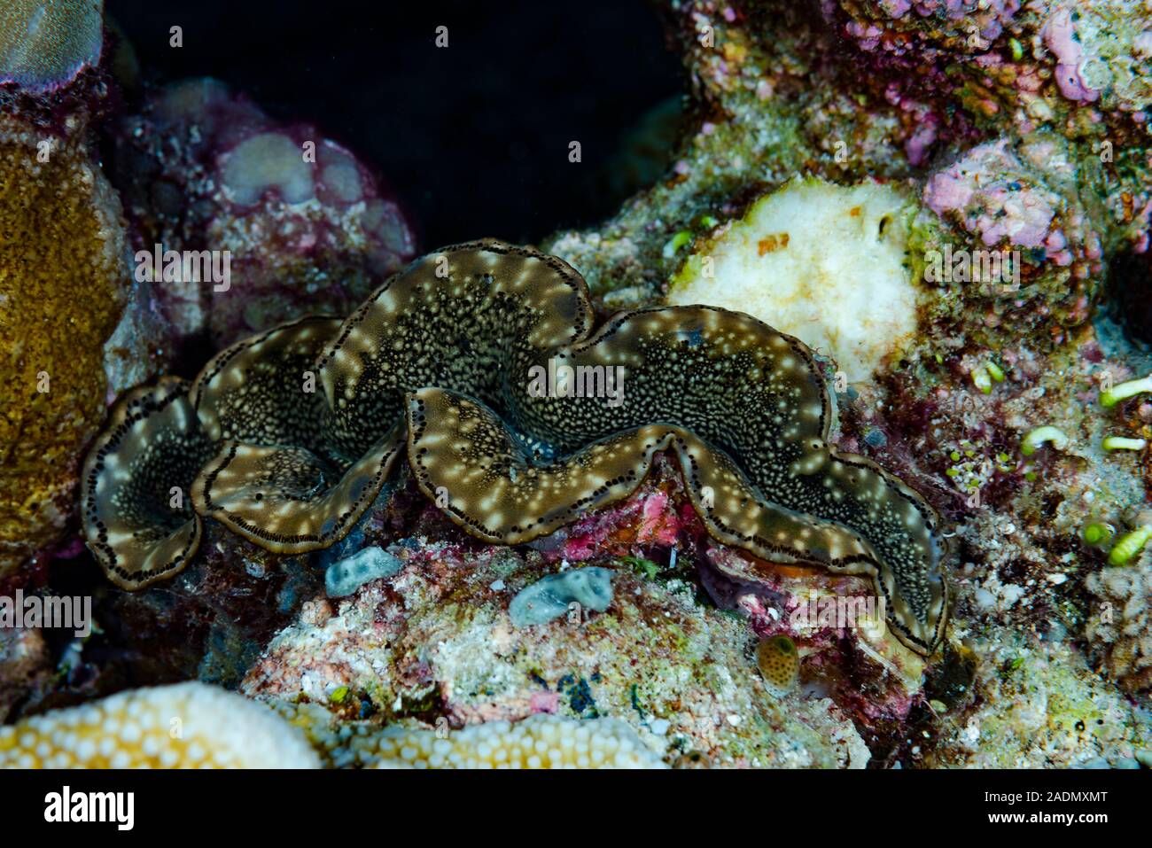 Giant clam Tridacna gigas Stock Photo - Alamy