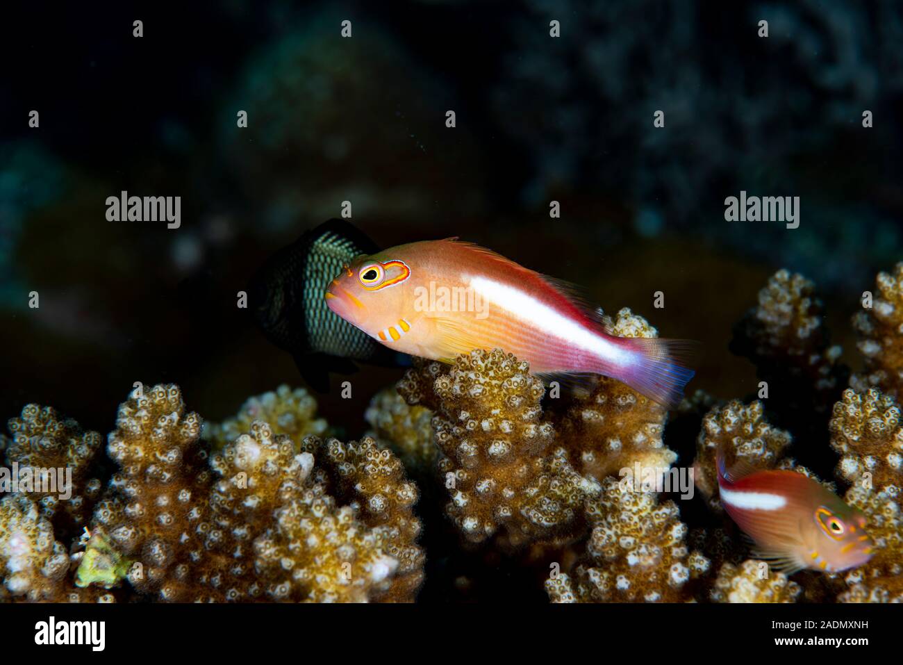 Arc eye hawkfish hi-res stock photography and images - Alamy