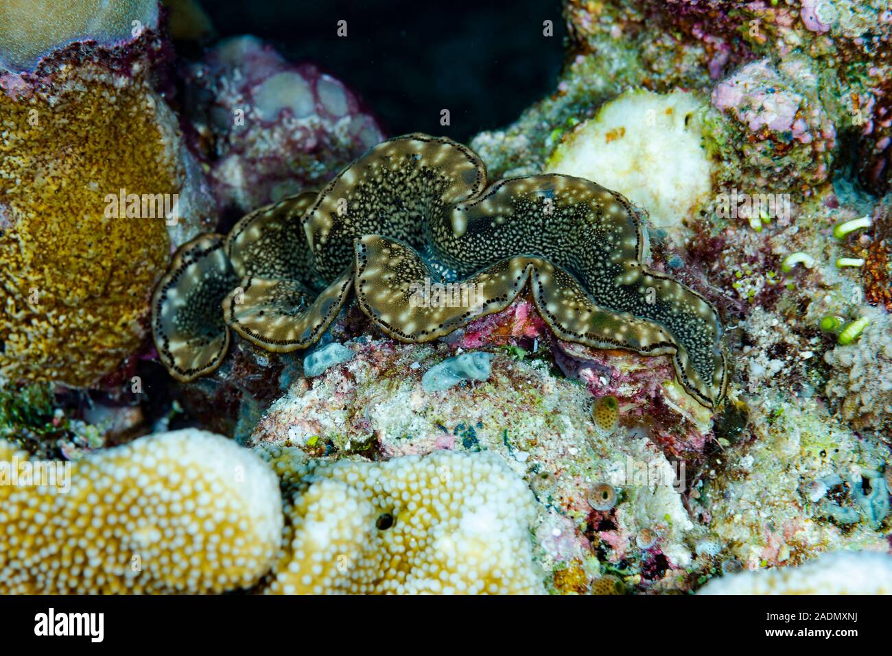 Tridacna gigas philippines hi-res stock photography and images - Alamy