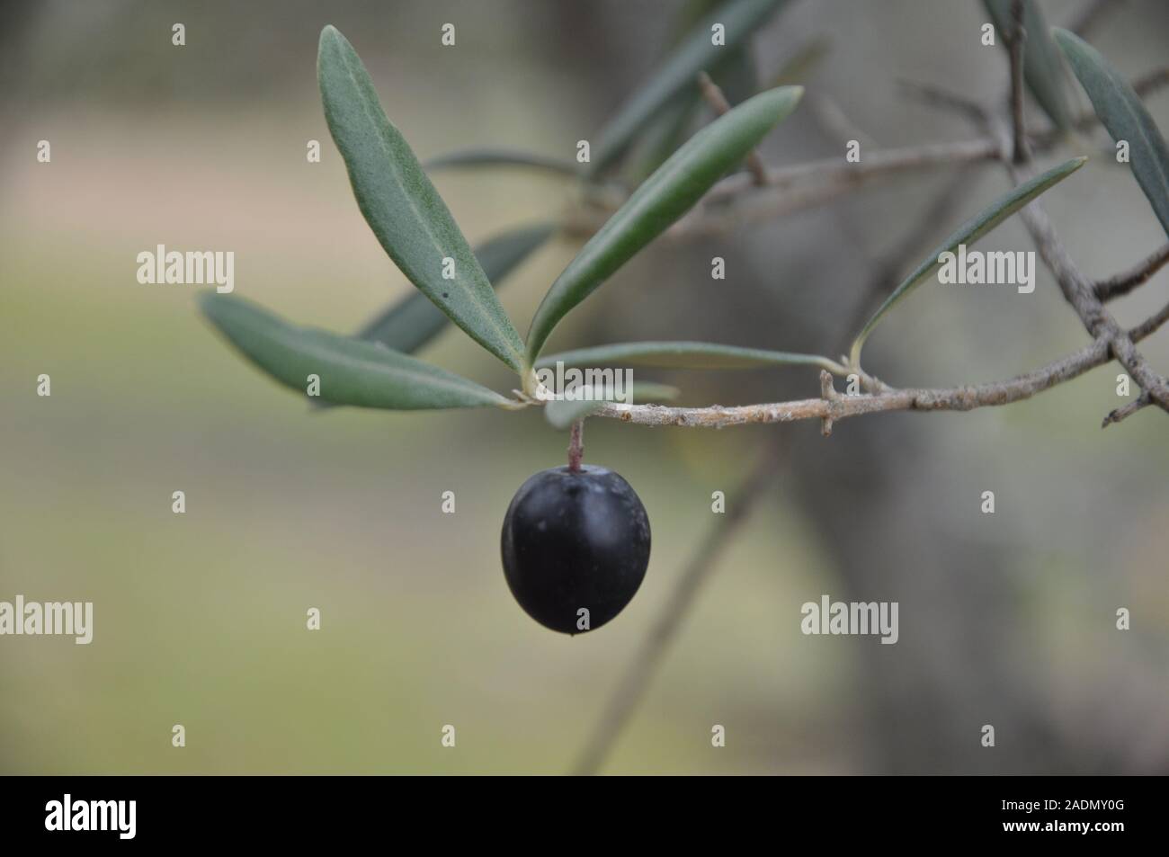 Flora and olive olive oil hi-res stock photography and images - Alamy