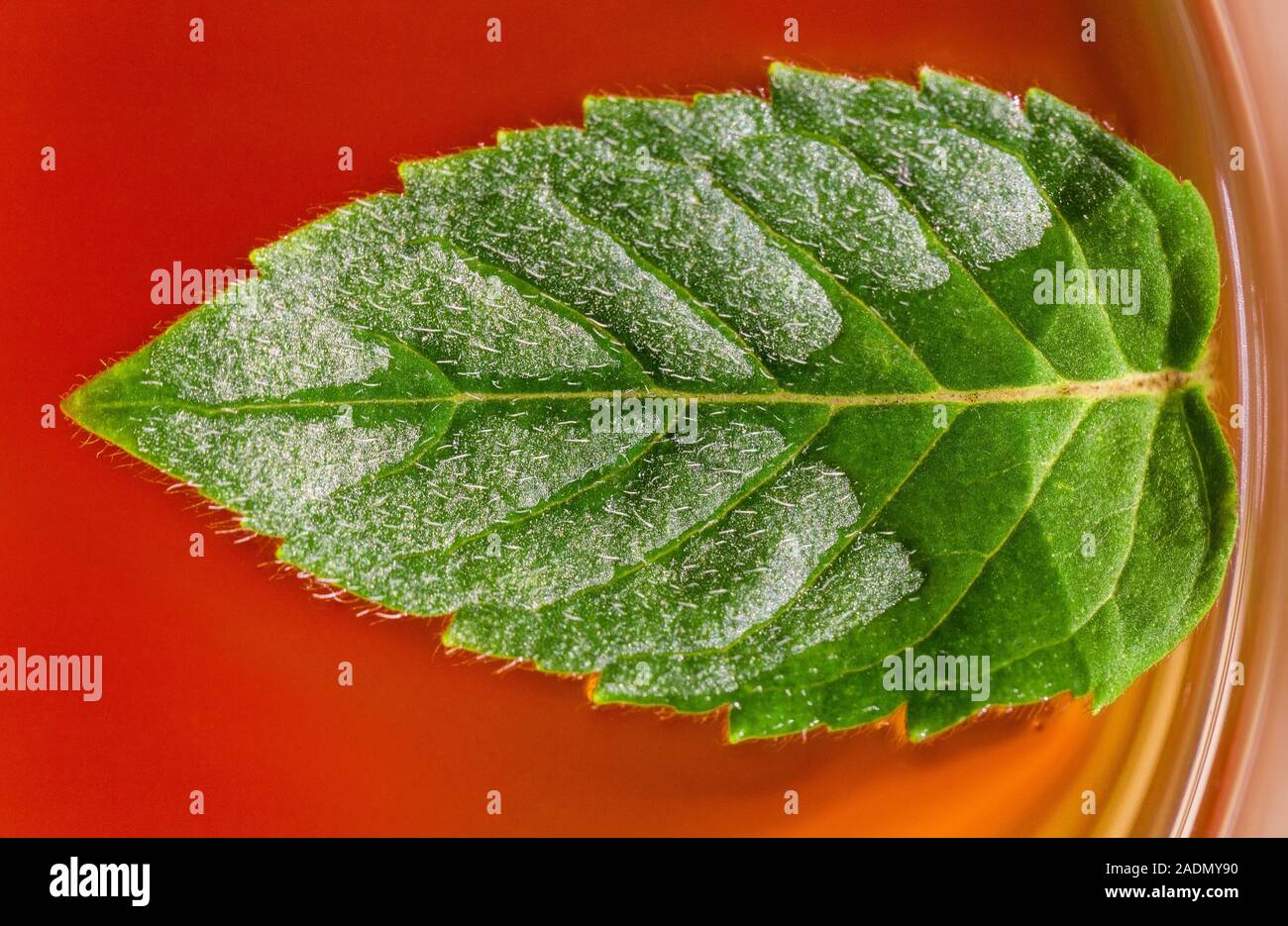 Leaf of menthol in glass of tea Stock Photo - Alamy