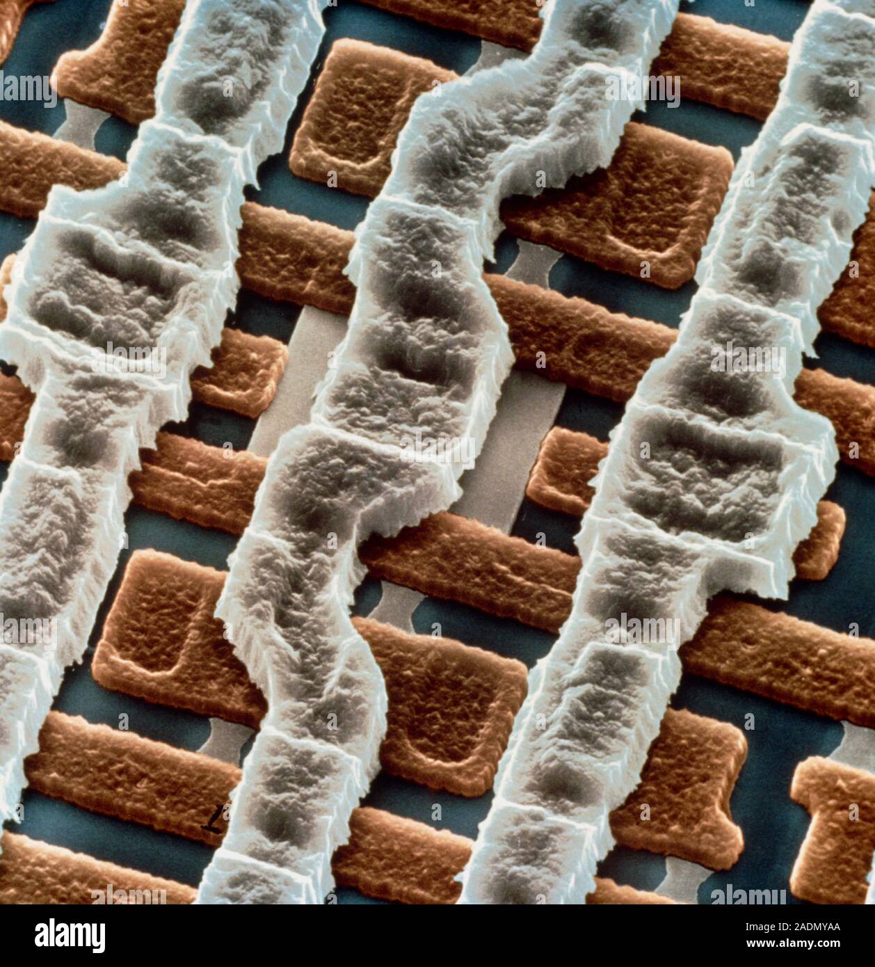 False colour scanning electron micrograph (SEM) of the surface of a ...