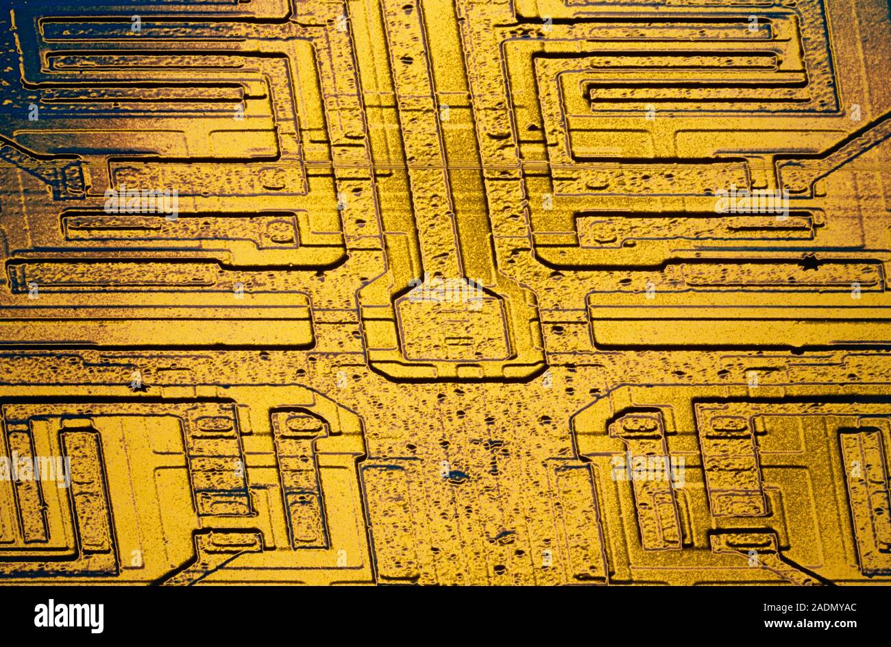 False colour scanning electron micrograph (SEM) of the surface of a ...