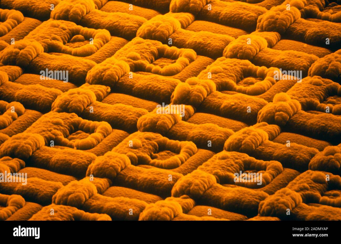 False-colour scanning electron micrograph (SEM) of the memory cells ...