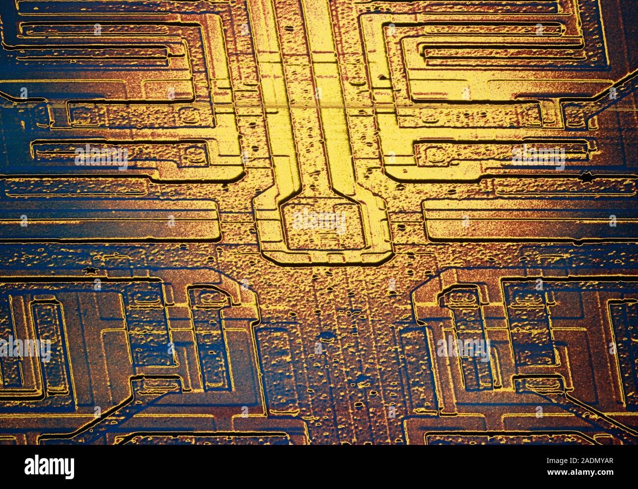 False colour scanning electron micrograph (SEM) of the surface of a ...