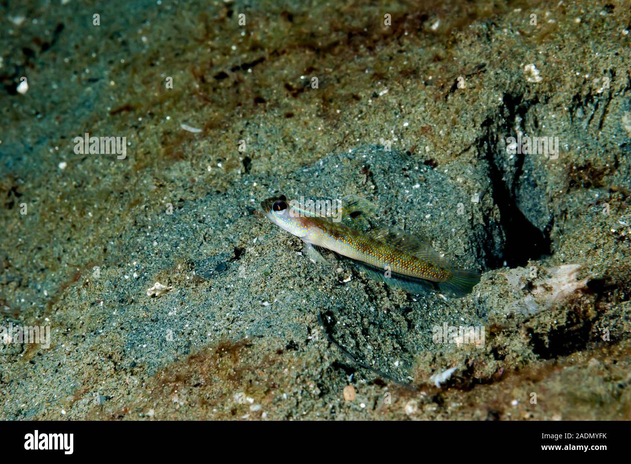 Yellow-Pepper Shrimp-Goby Vanderhorstia sp7 Stock Photo - Alamy