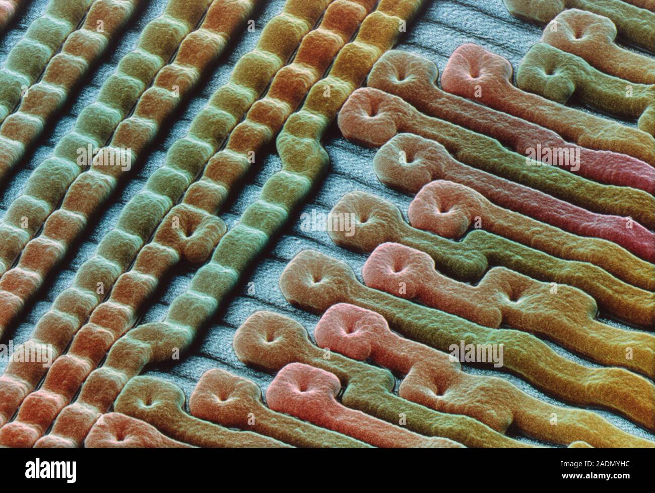 Eprom Silicon Chip Coloured Scanning Electron Micrograph Sem Of The