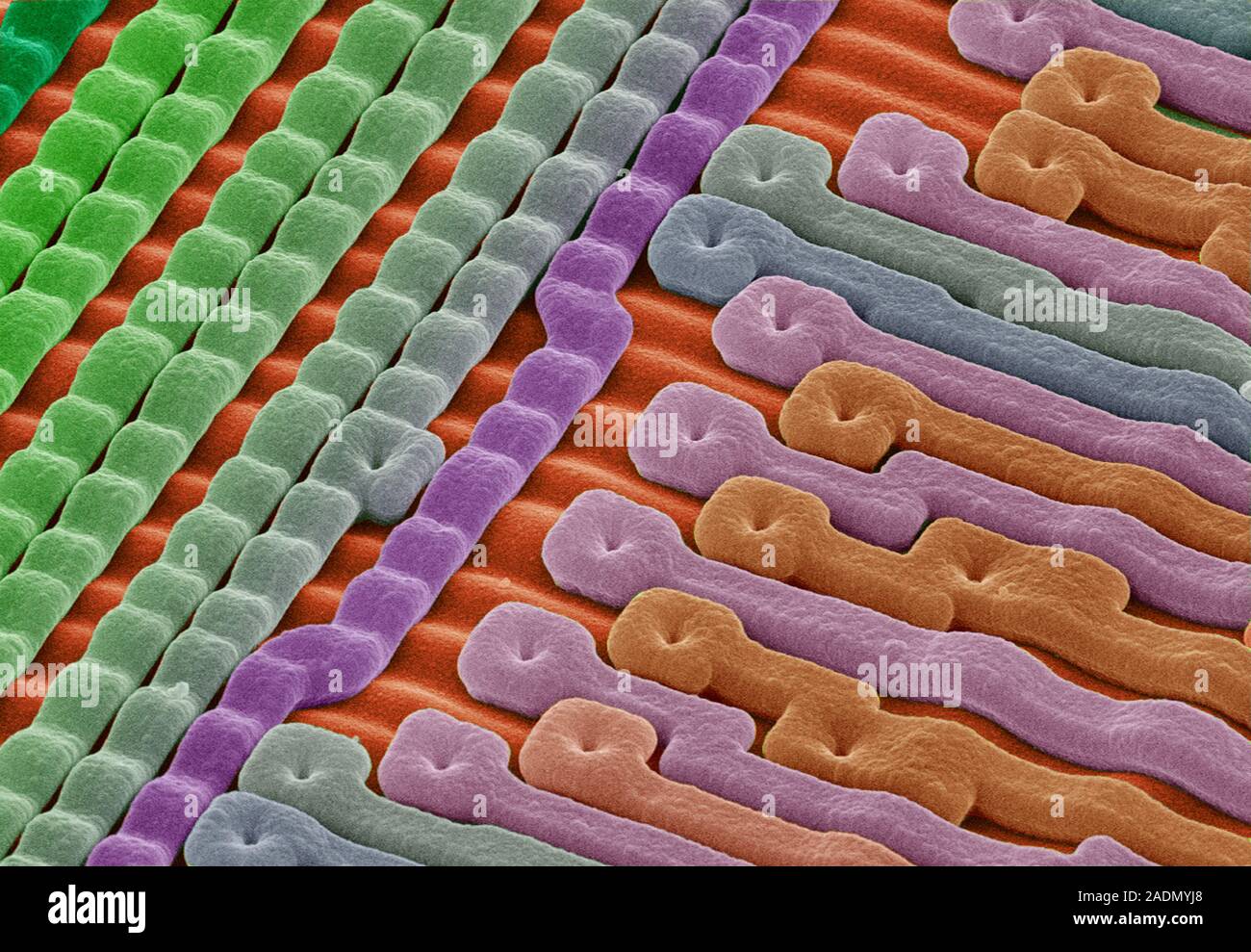 Eprom Silicon Chip Coloured Scanning Electron Micrograph Sem Of The