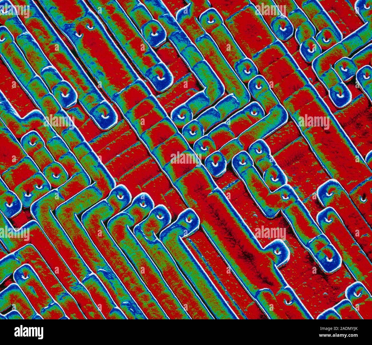 Circuitry Of Microchip Coloured Scanning Electron Micrograph Sem Of