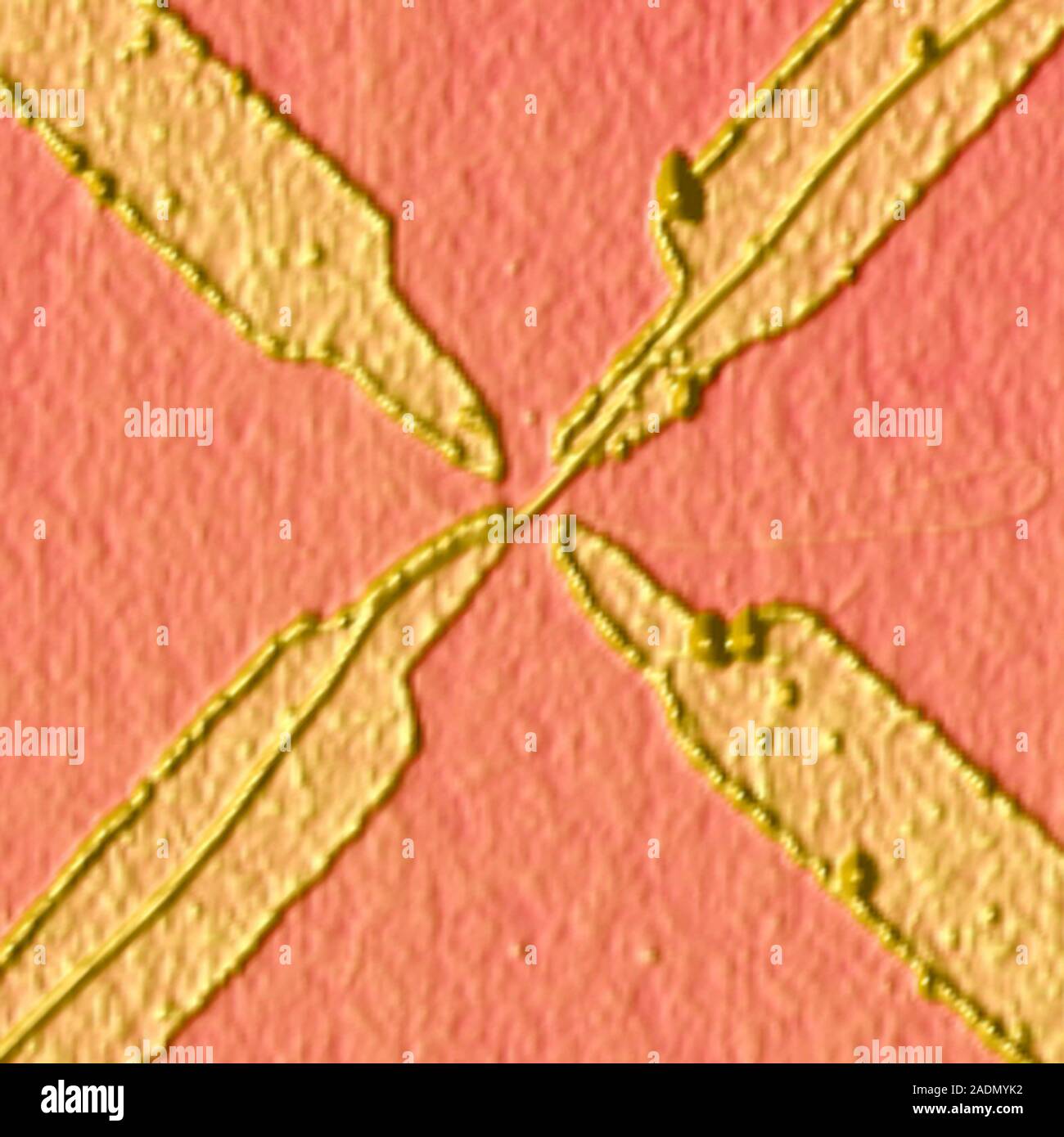 Molecular transistor. Coloured atomic force micro- graph (AFM) of a ...