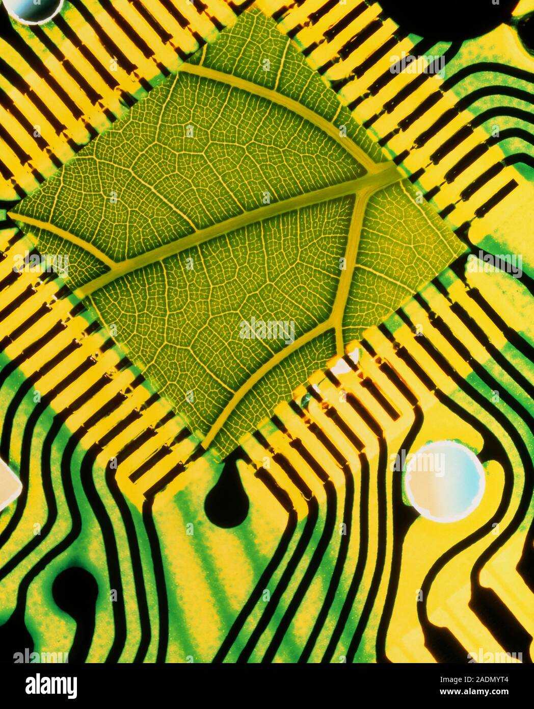 Biochip. Computer artwork of an integrated circuit incorporating a leaf ...